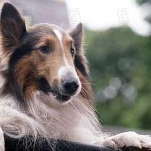 Lassie - Película 2005 - SensaCine.com