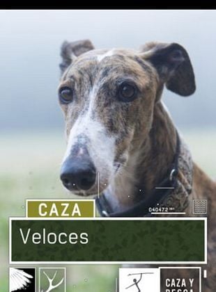 Veloces - Serie - SensaCine.com