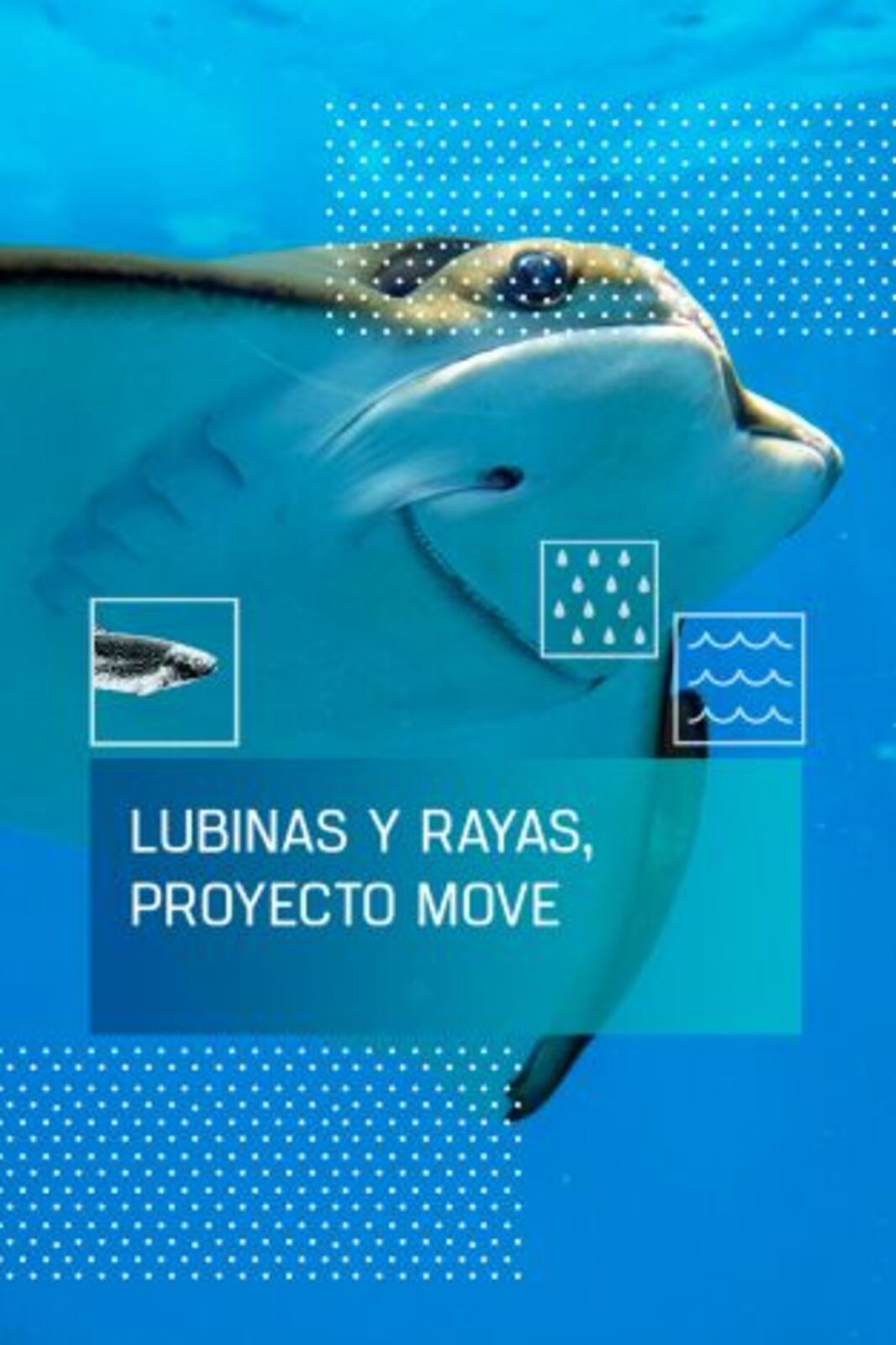 Lubinas y rayas, proyecto Move - Película 2025 - SensaCine.com