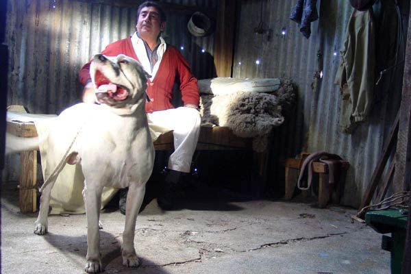 Foto de la película Bombón, el perro - Foto 22 por un total de 23 ...