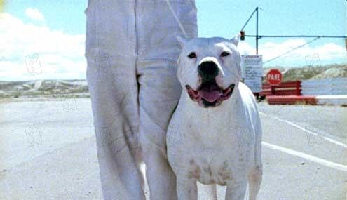 Foto de la película Bombón, el perro - Foto 3 por un total de 23 ...
