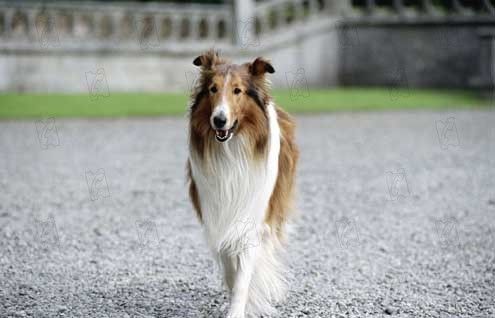 Foto de la película Lassie - Foto 10 por un total de 29 - SensaCine.com