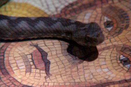 Yo, Claudio : Yo, Claudio : Foto - Foto 21 sobre 23 - SensaCine.com