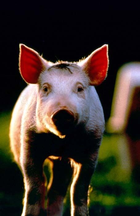 Foto de Chris Noonan - Babe, el cerdito valiente : Foto Chris Noonan ...