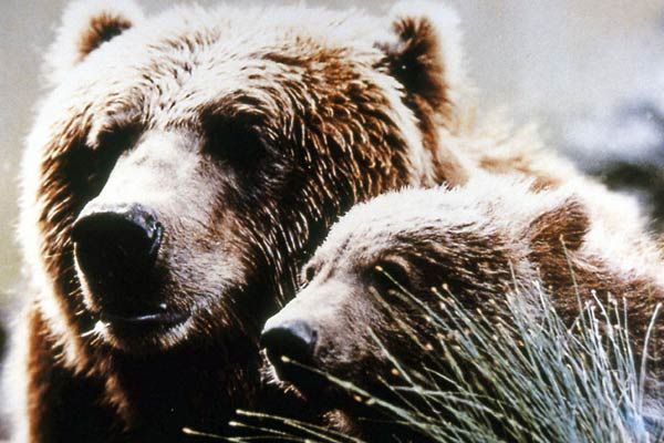 Foto de la película El oso - Foto 10 por un total de 10 - SensaCine.com