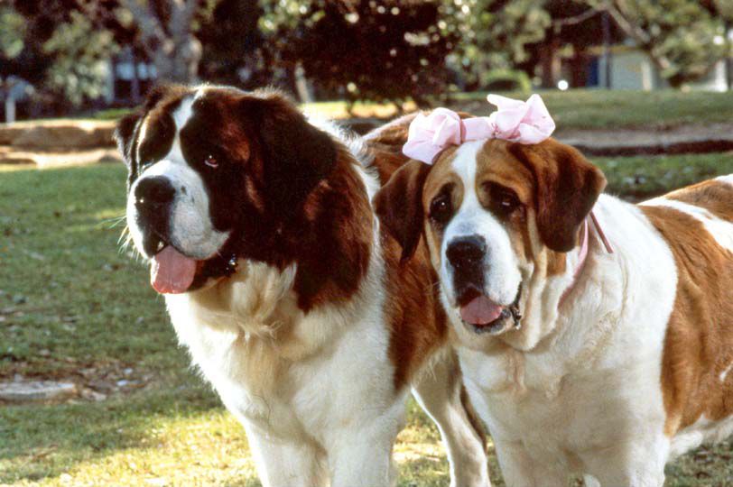 Foto de la película Beethoven: Uno más de la familia - Foto 23 por un ...