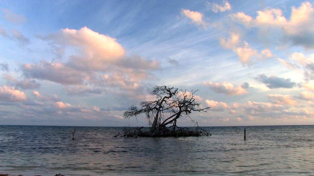 Foto de la película Alamar - Foto 4 por un total de 7 - SensaCine.com