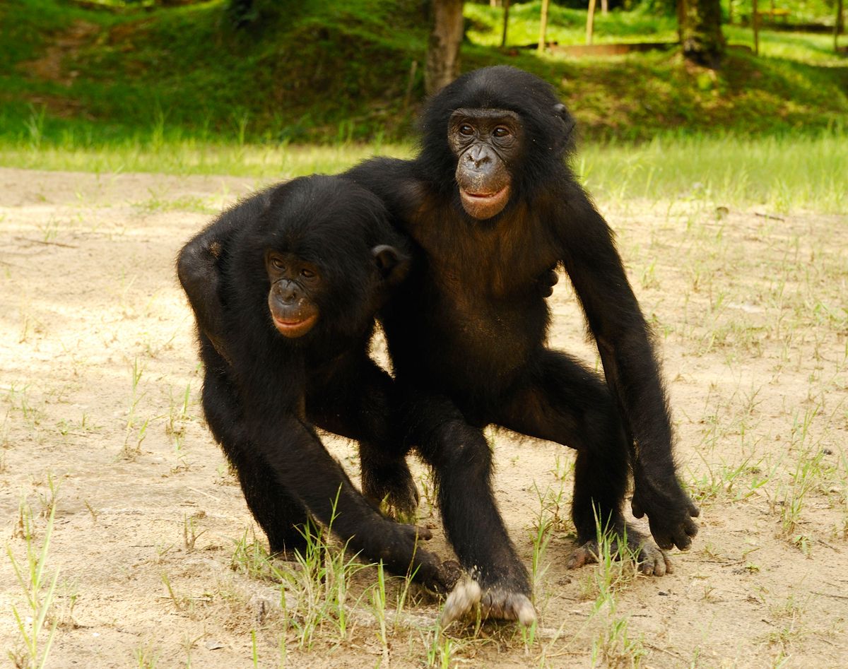 Foto de la película Bonobos - Foto 19 por un total de 69 - SensaCine.com