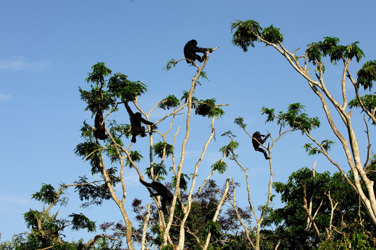 Foto de la película Bonobos - Foto 61 por un total de 69 - SensaCine.com