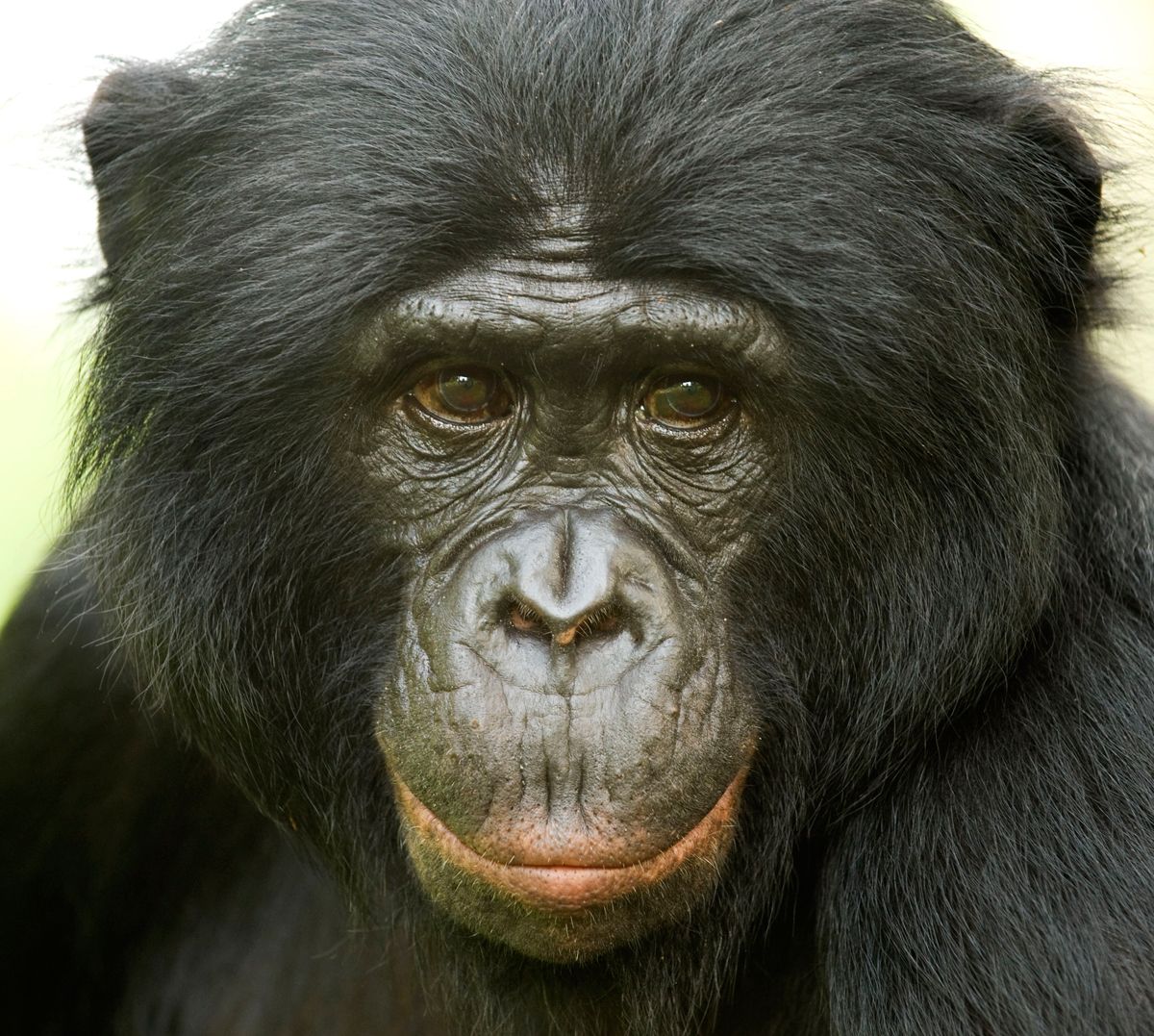 Foto de la película Bonobos - Foto 30 por un total de 69 - SensaCine.com