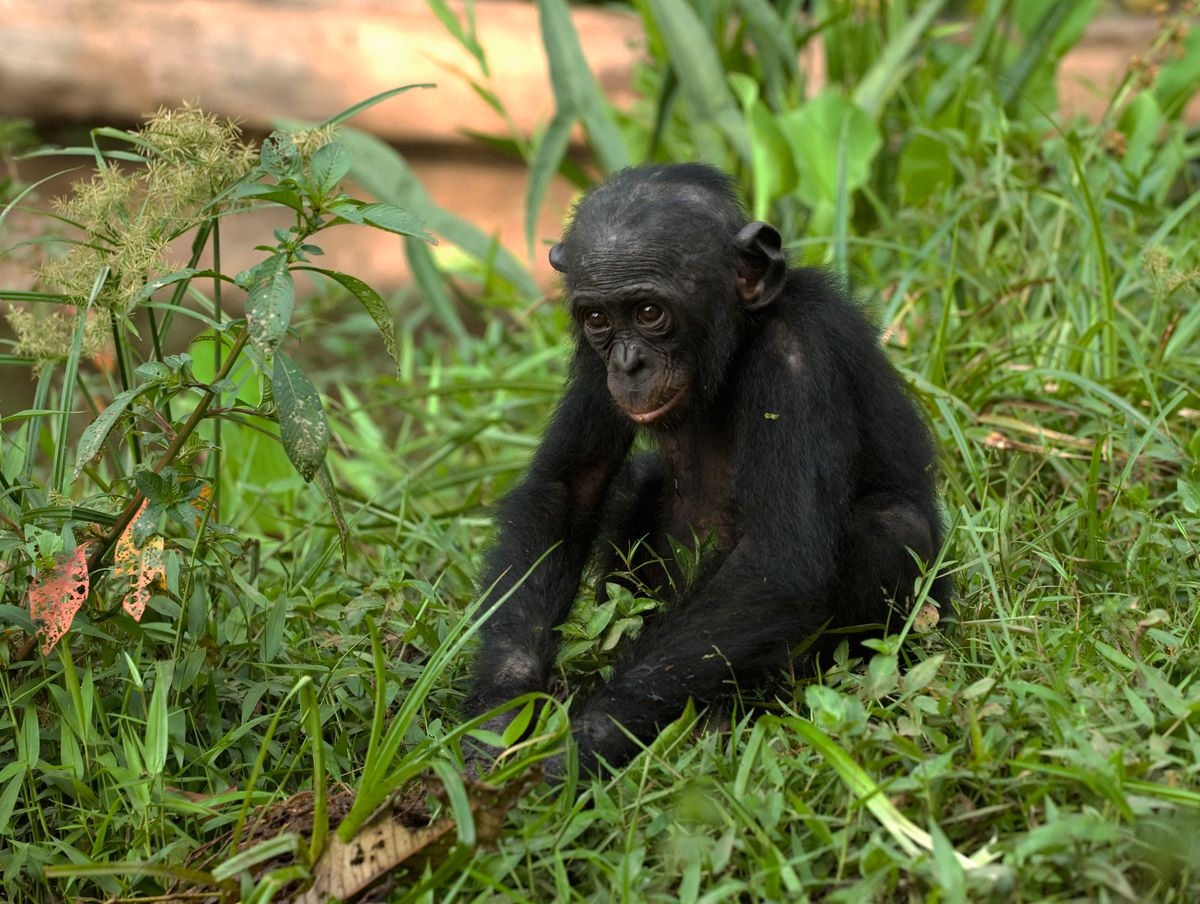 Foto de la película Bonobos - Foto 44 por un total de 69 - SensaCine.com