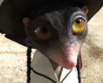 Tráiler de la película Rango - Rango Tráiler (2) - SensaCine.com