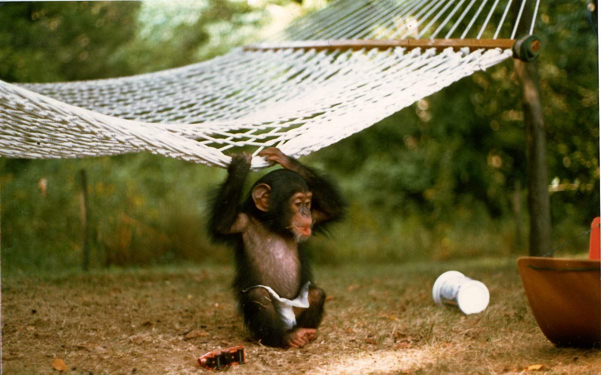 Foto de la película Proyecto Nim - Foto 5 por un total de 12 - SensaCine.com