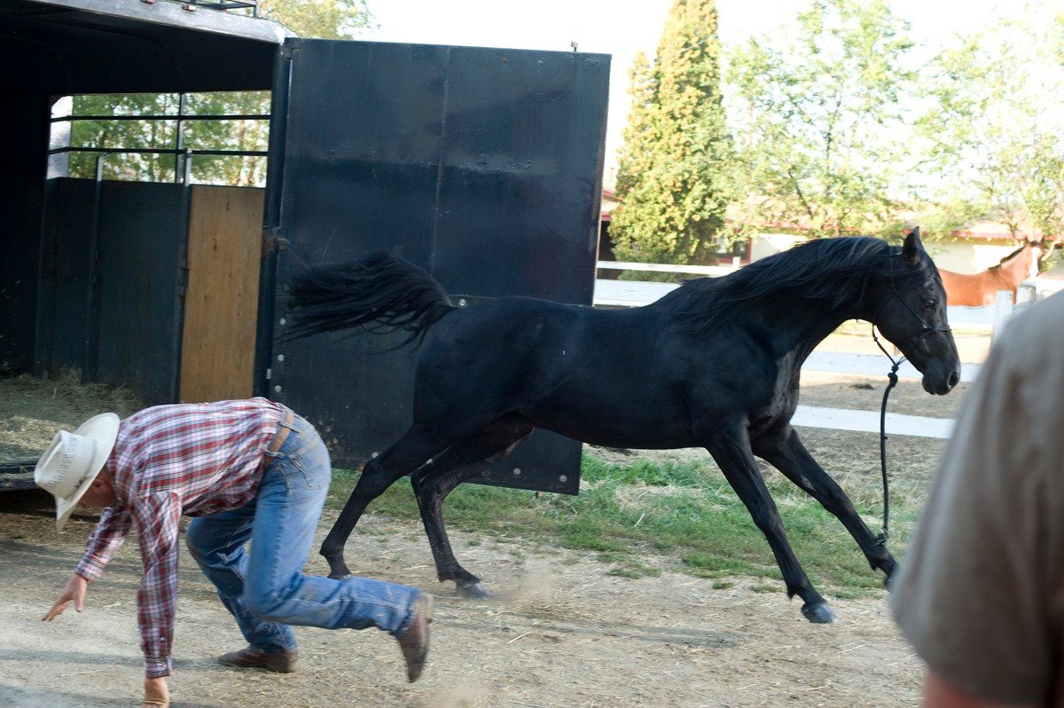 Foto de Flicka 3 - Foto 4 sobre 12 - SensaCine.com