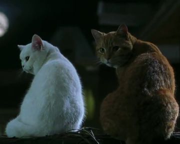 Tráiler de la película Mixina - Mixina Tráiler VO - SensaCine.com