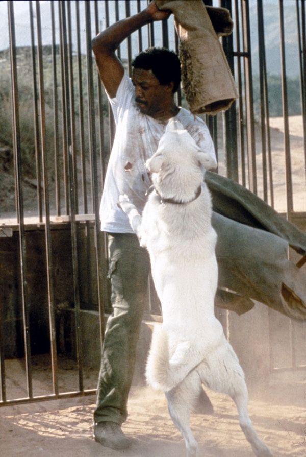 Foto de la película Perro blanco - Foto 9 por un total de 14 ...