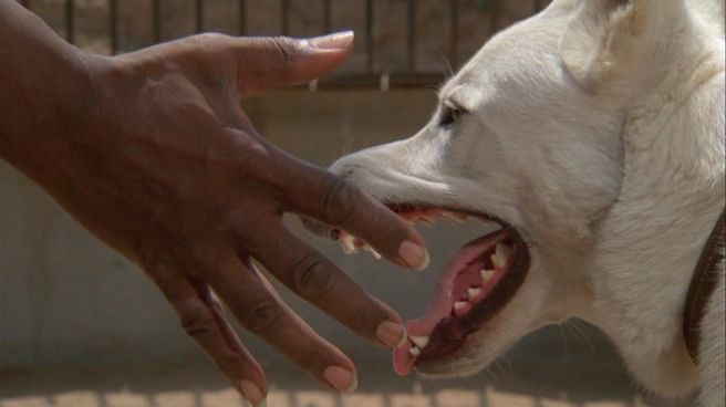 Foto de la película Perro blanco - Foto 8 por un total de 14 ...
