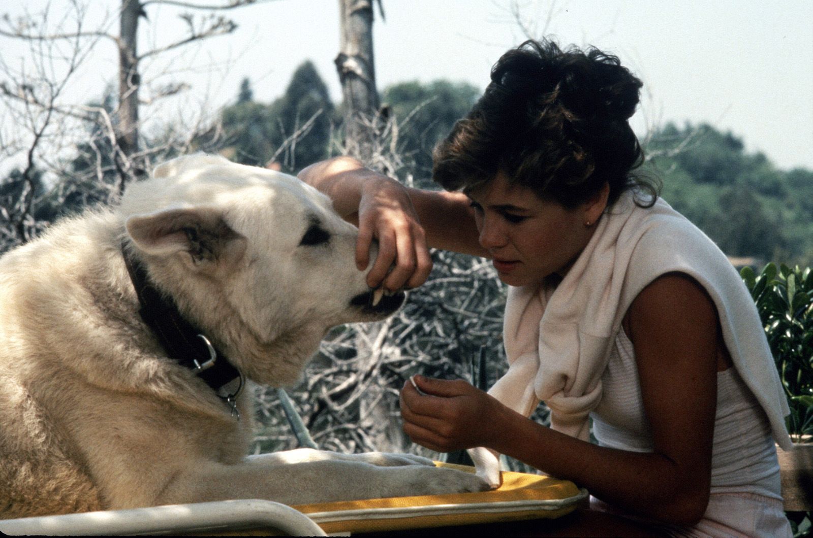 Foto de la película Perro blanco - Foto 4 por un total de 14 ...