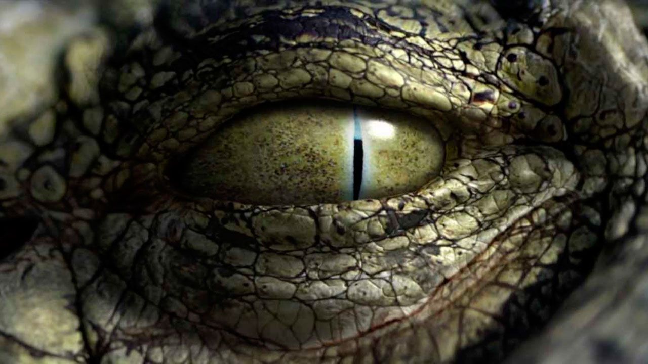 Foto de Robocroc - Foto 6 por un total de 7 - SensaCine.com