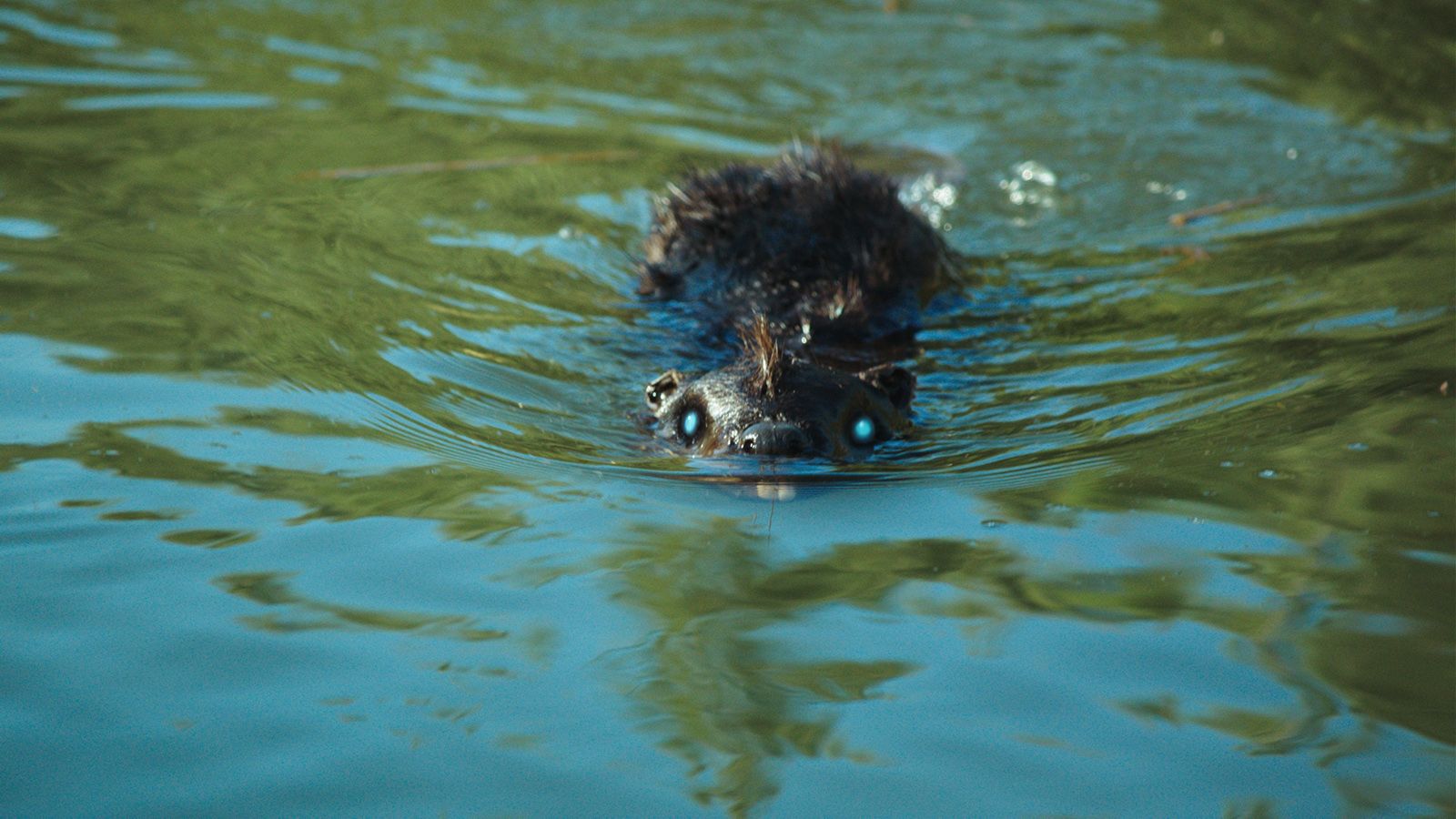 Foto de la película Zombeavers (Castores zombies) - Foto 8 por un total ...