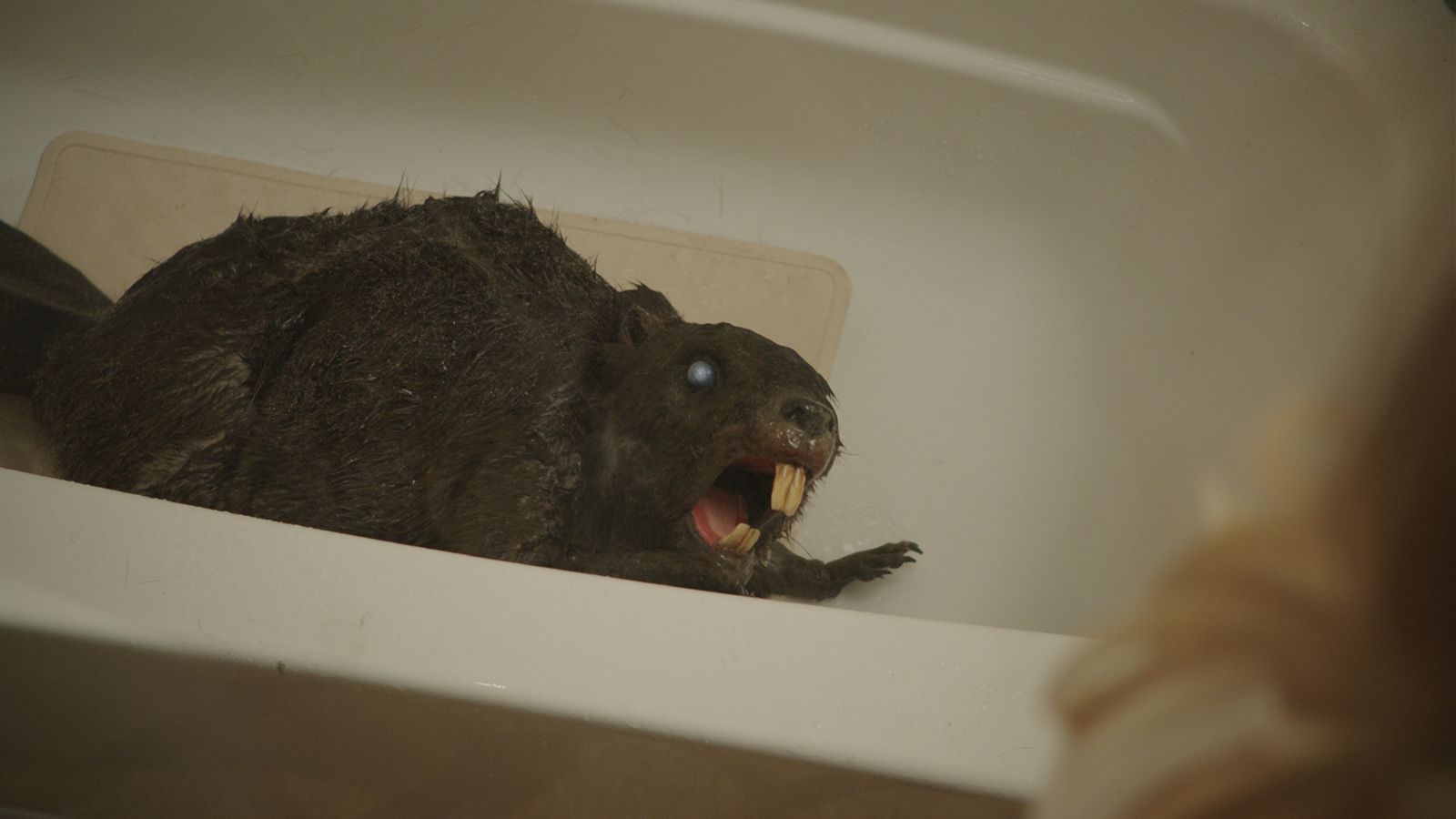 Foto de la película Zombeavers (Castores zombies) - Foto 3 por un total ...