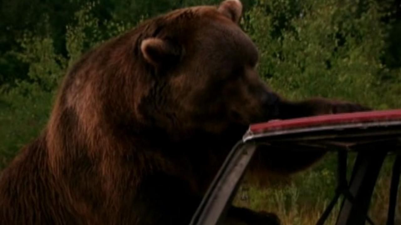 Foto de Grizzly Rage - Foto 3 por un total de 7 - SensaCine.com