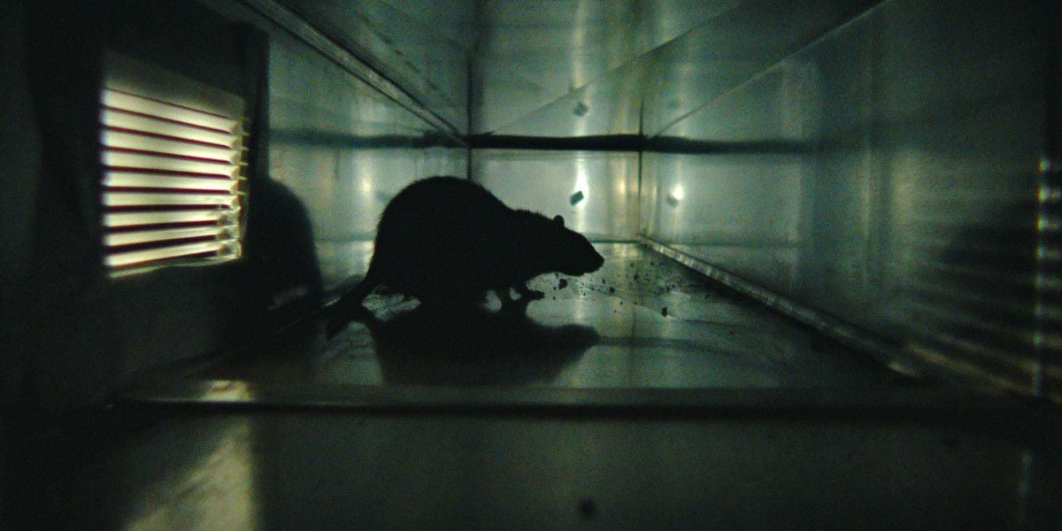 Foto de la película Rats - Foto 3 por un total de 6 - SensaCine.com