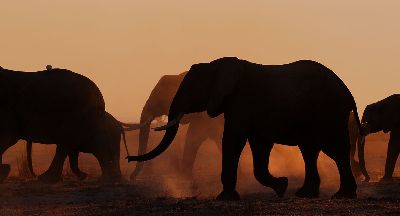 Foto de la película The Elephant Queen - Foto 8 por un total de 13 ...