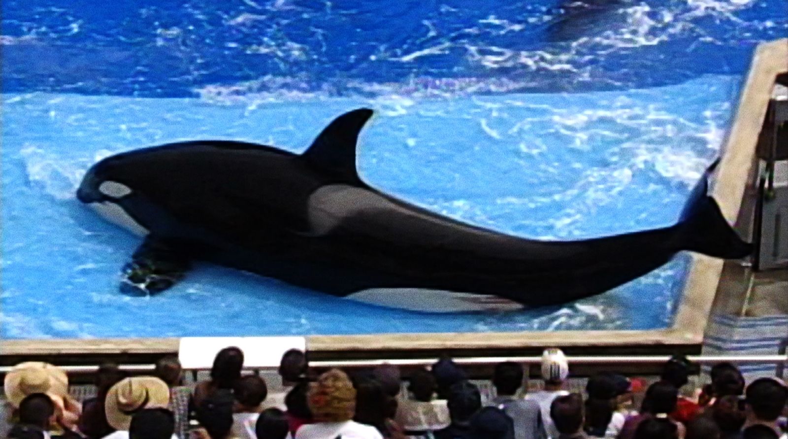 Foto de la película Blackfish - Foto 10 por un total de 14 - SensaCine.com