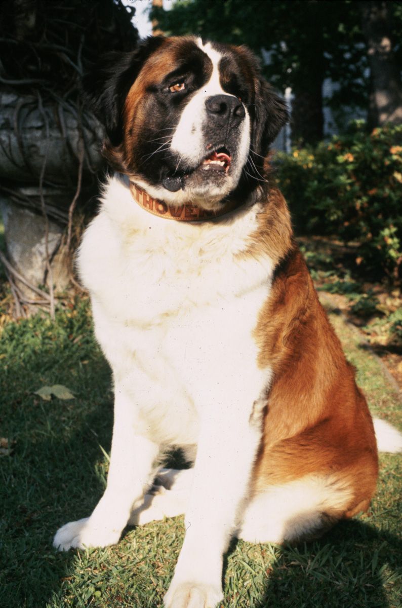 Foto de la película Beethoven: Uno más de la familia - Foto 4 por un ...