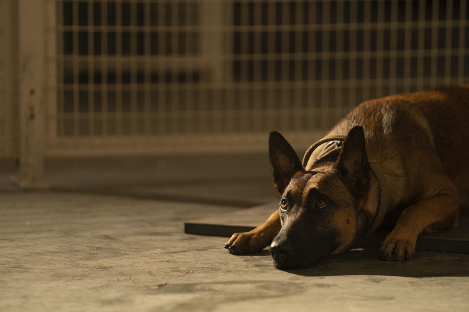 Foto de la película Dog. Un viaje salvaje - Foto 9 por un total de 16 ...