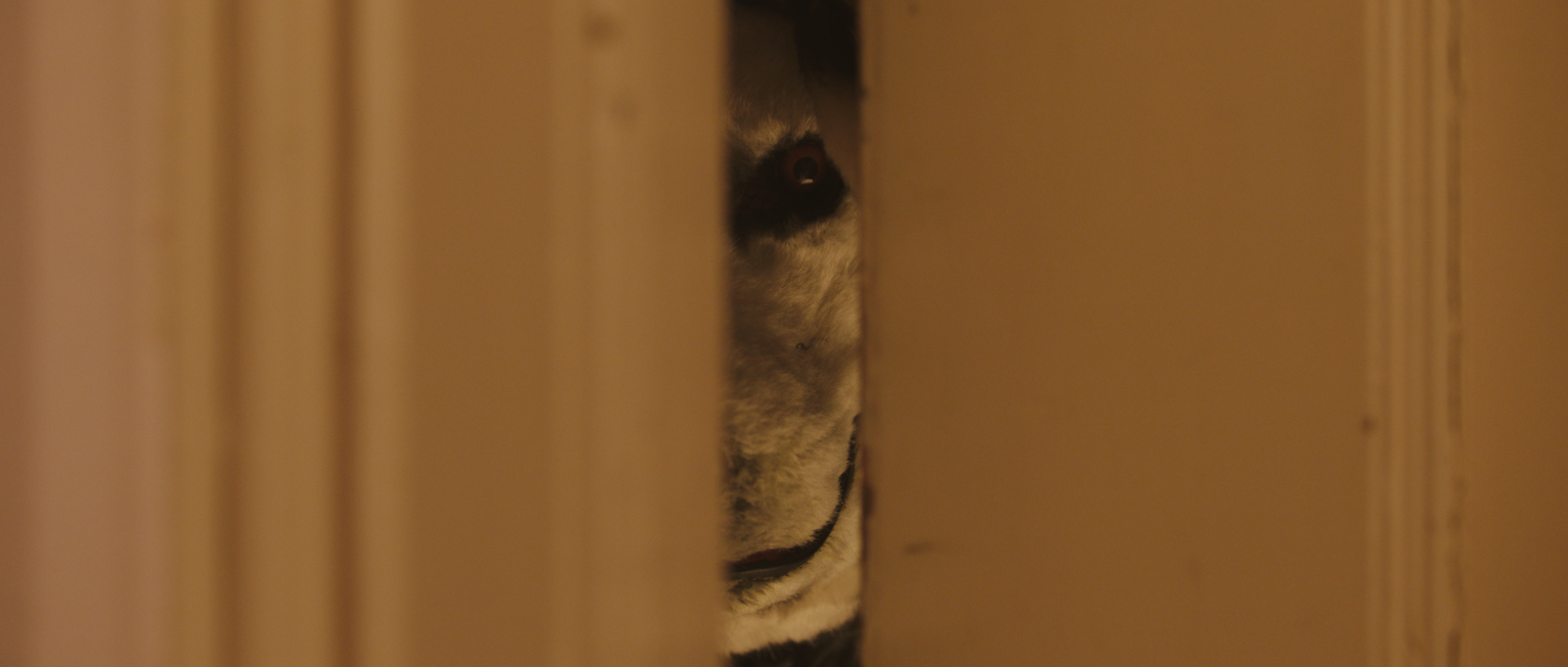 Foto de la película Good Boy - Foto 5 por un total de 8 - SensaCine.com