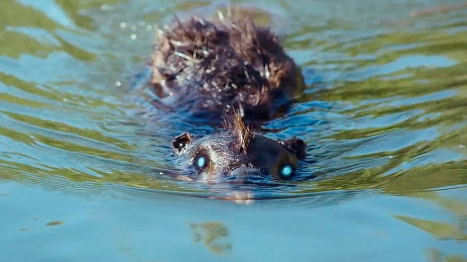 Tráiler de la película Zombeavers (Castores zombies) - Zombeavers ...