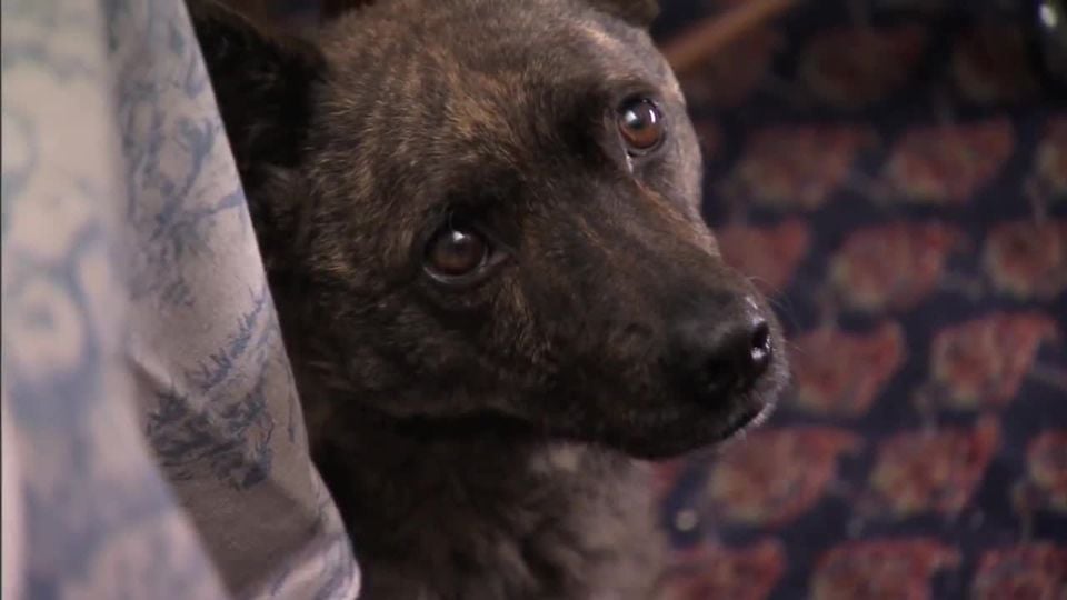 Tráiler de la película First Dog - First Dog Tráiler VO - SensaCine.com