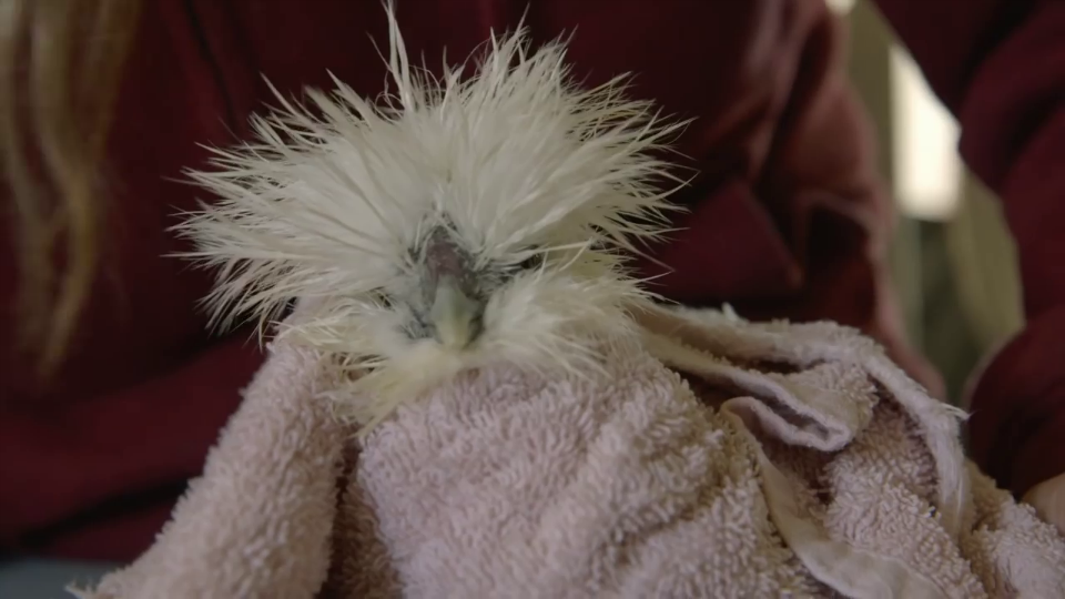 Tráiler de la película Chicken People - Chicken People Tráiler VO ...