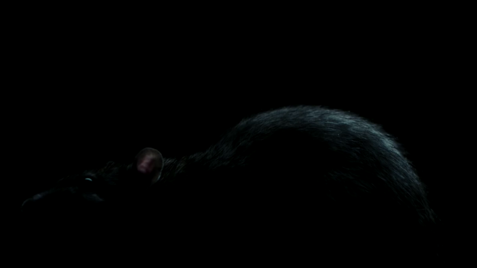 Tráiler de la película Rats - Rats Tráiler VO - SensaCine.com