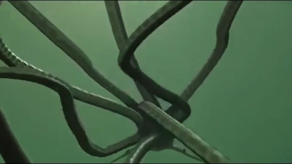 Tráiler de la película Sharktopus - Sharktopus Tráiler VO - SensaCine.com
