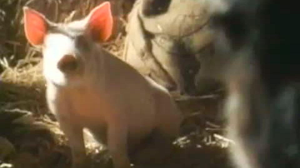 Tráiler de la película Babe, el cerdito valiente - Babe, el cerdito ...